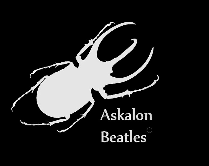 Askalon-beatles